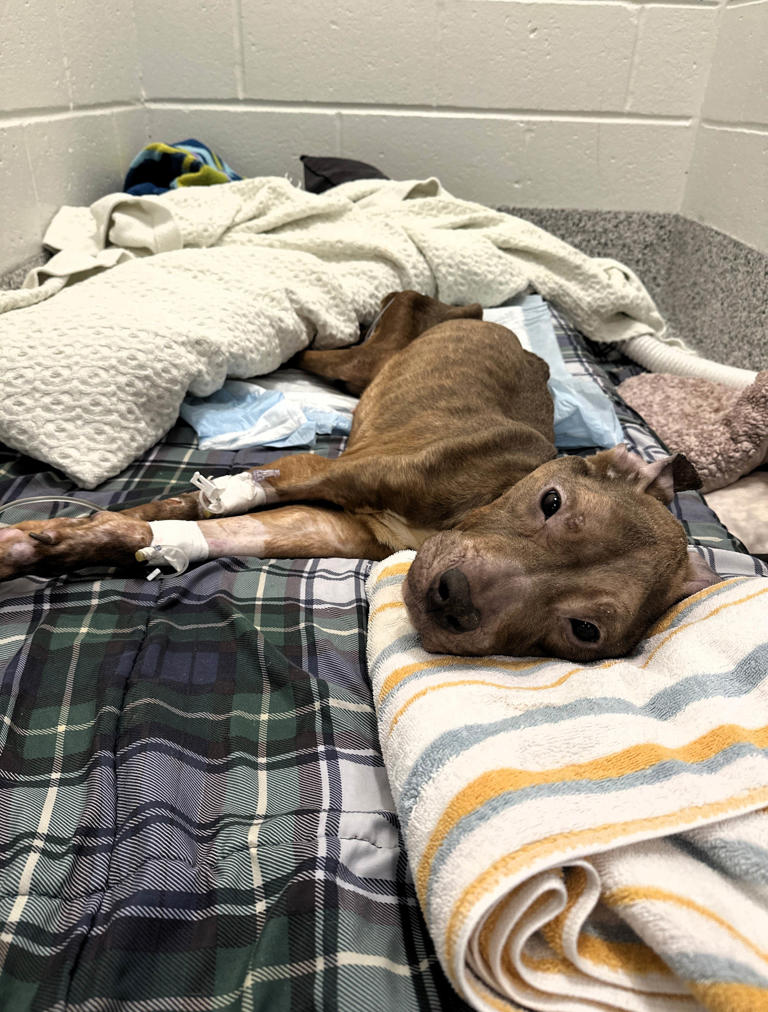 Life-saving care for emaciated Lexington dog amid animal cruelty ...