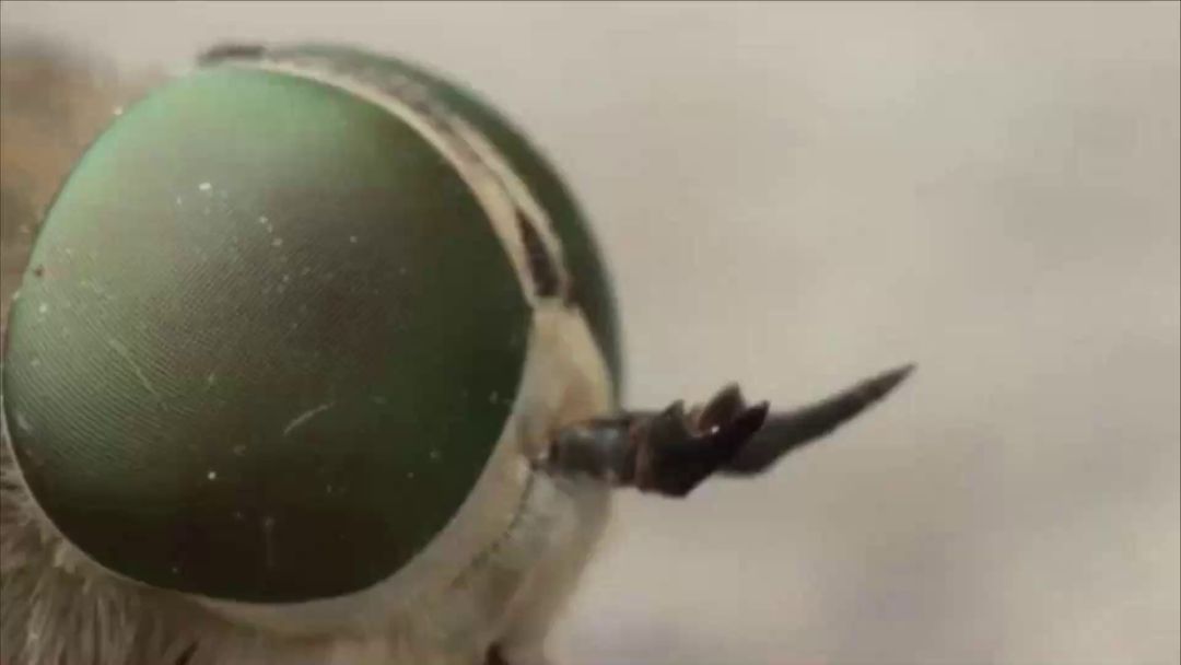 How this fly can be deadly or life-saving