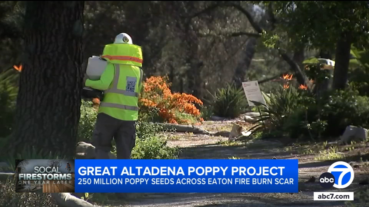 Great Altadena Poppy Project aims to sow a quarter-billion flowers in ...