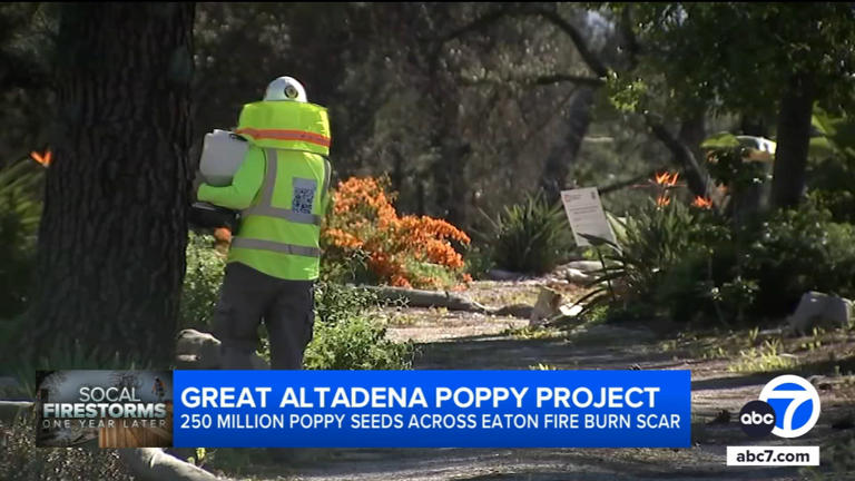 Great Altadena Poppy Project aims to sow a quarter-billion flowers in ...