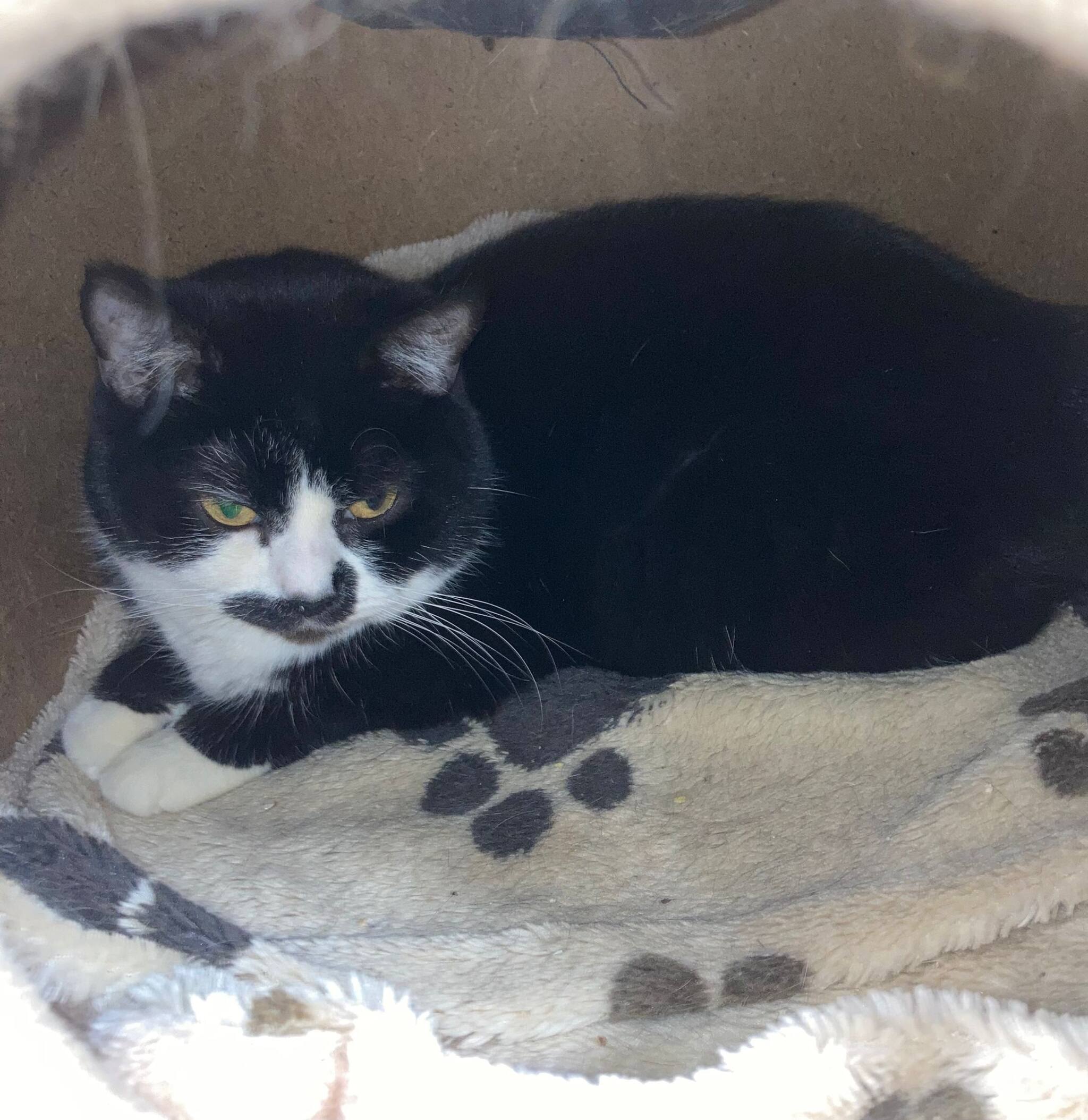 Sie wünscht sich Freigang: Wer nimmt Katze „Daisy“