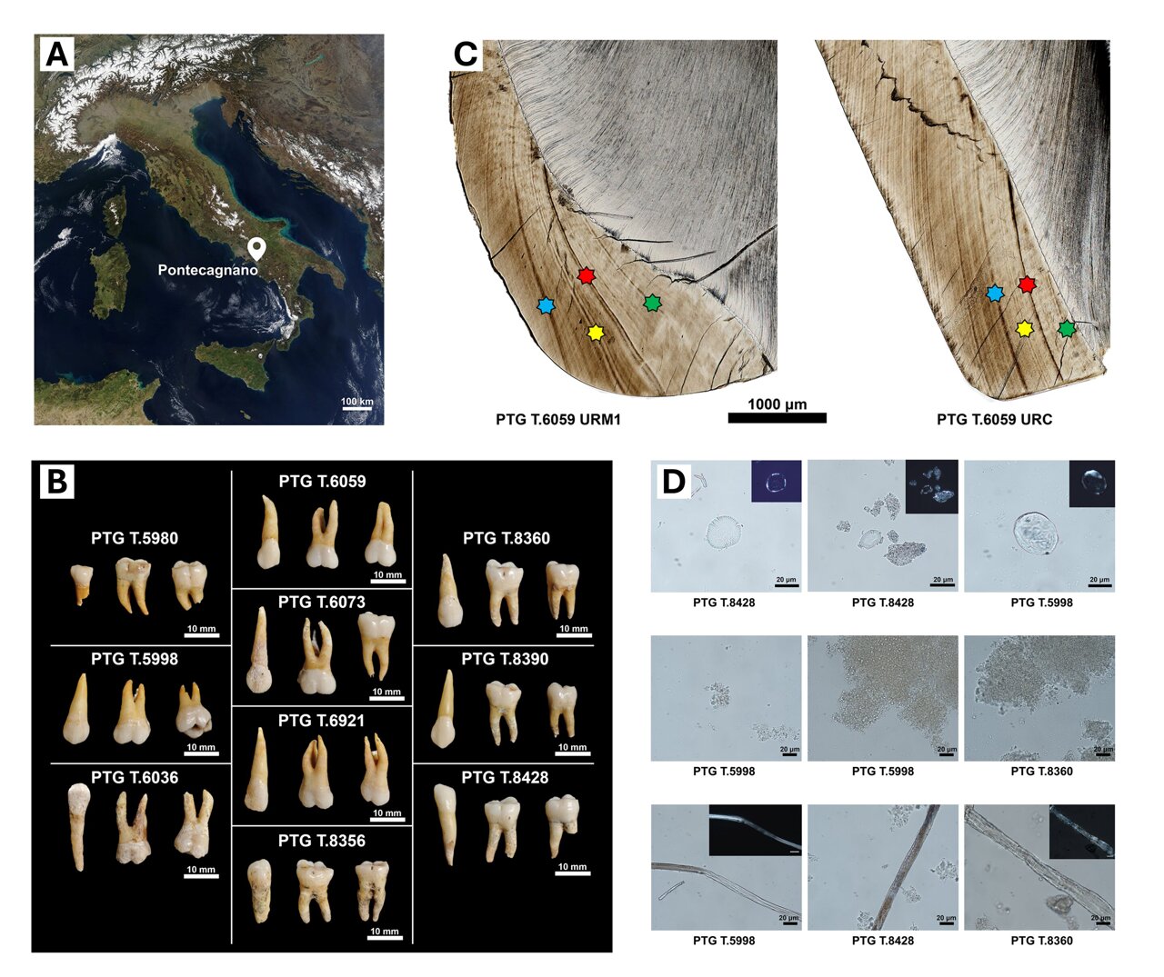 Ancient teeth are treasure troves of data on Iron Age lifestyles