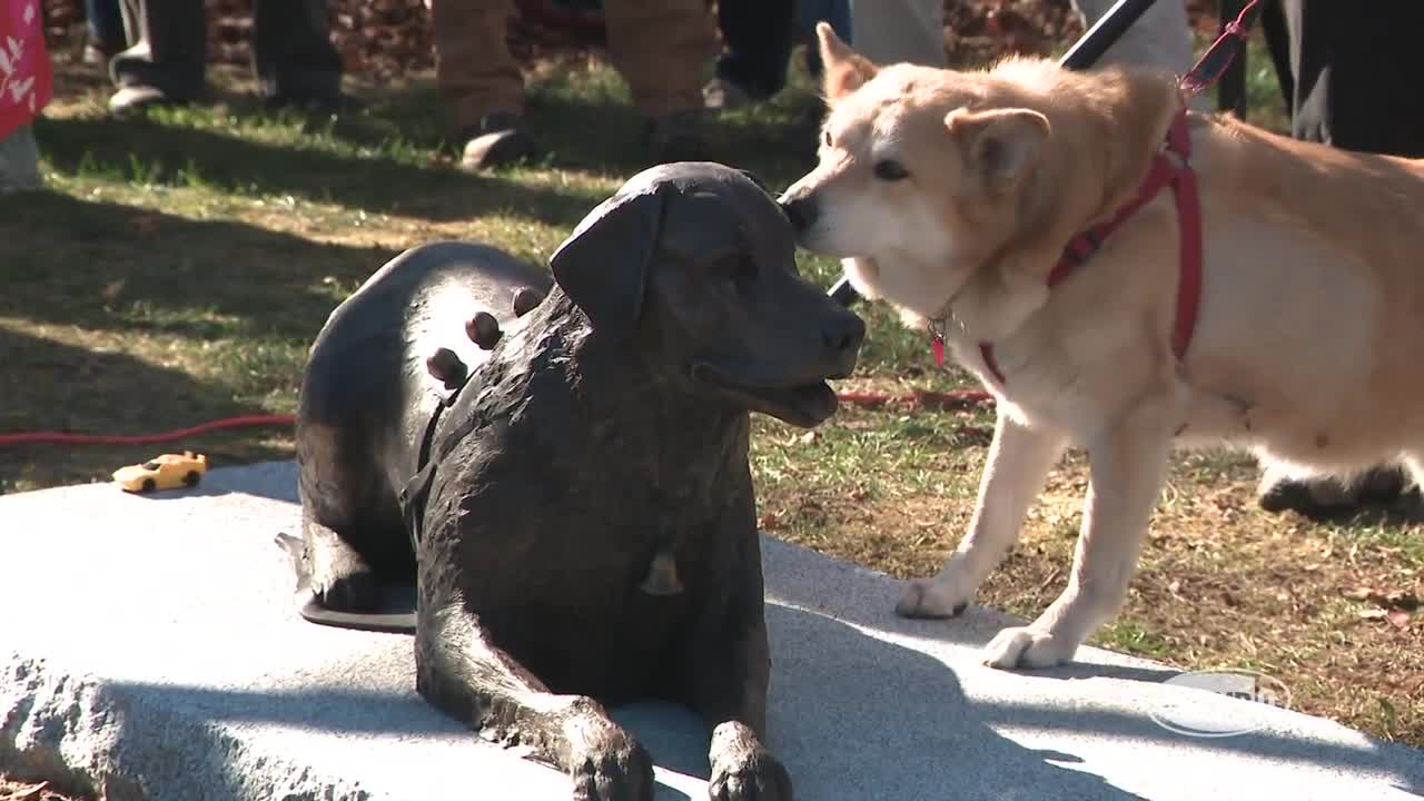 NH Chronicle: The patient and strong Chinook