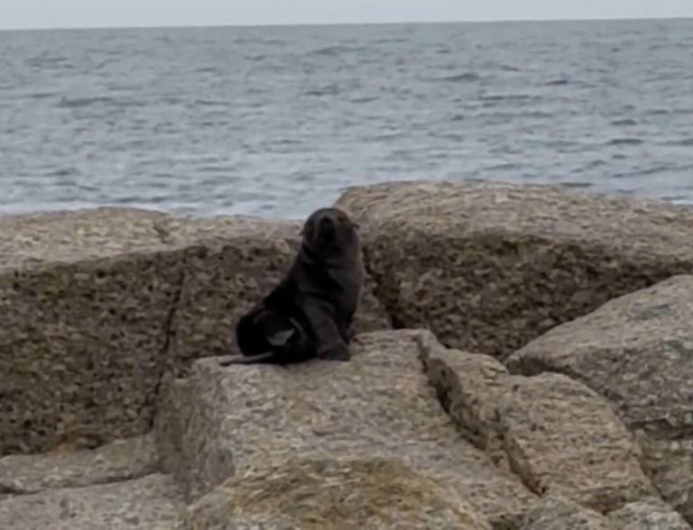 Woman spots 'ball of kelp' on rock — then realizes it's breathing