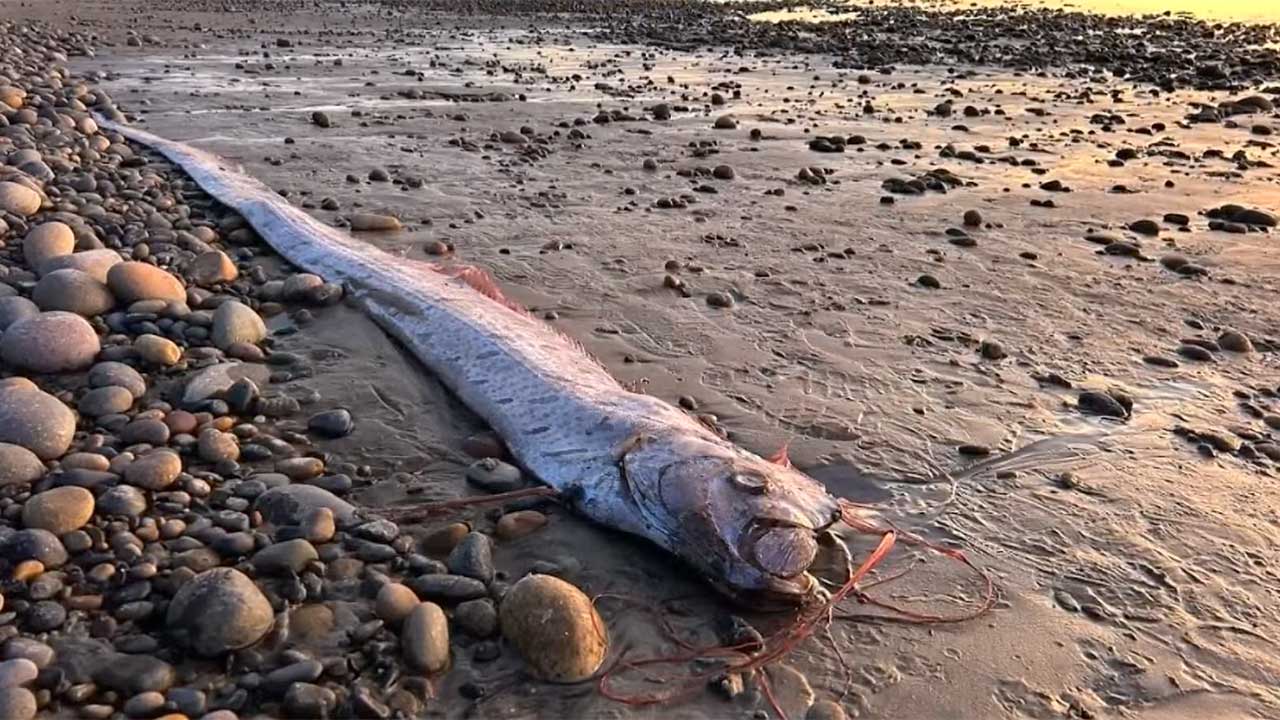Doomsday fish washes ashore in California beach, is a megaquake really ...