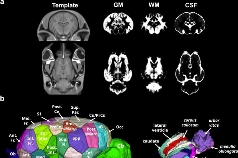 How prolonged maternal care in horses builds better brains and improves ...