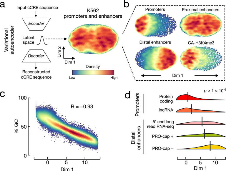 Researchers expand human genome map to 2.37 million regulatory DNA elements