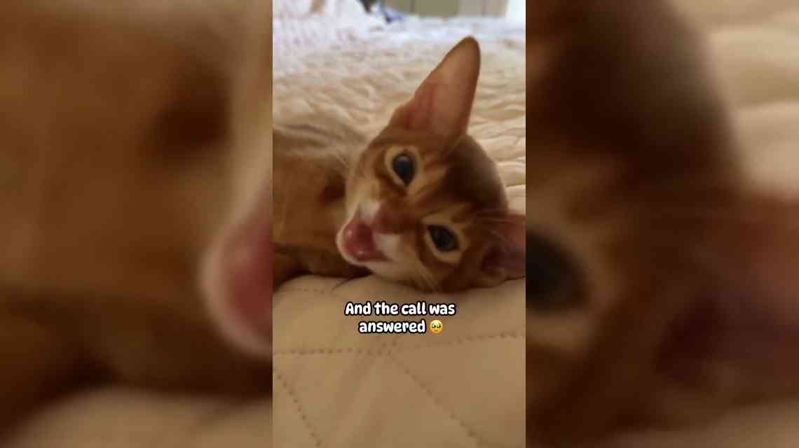 El llamado más dulce: un gatito perdido encuentra consuelo en la voz de ...