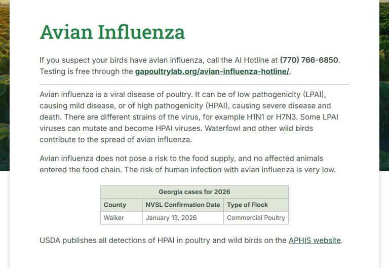 Highly pathogenic avian influenza confirmed in Georgia commercial ...