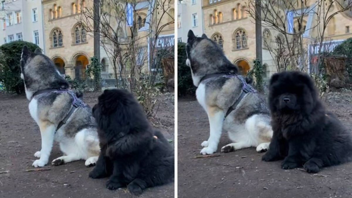 A chow chow’s first husky howl had TikTok in stitches