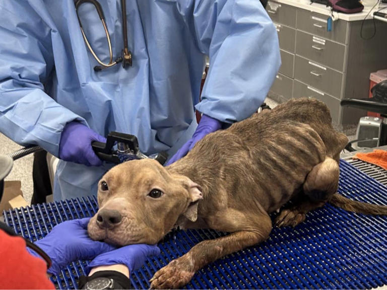 Life-saving care for emaciated Lexington dog amid animal cruelty ...