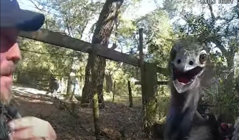 There's a first for everything as Florida deputy cuffs runaway emu