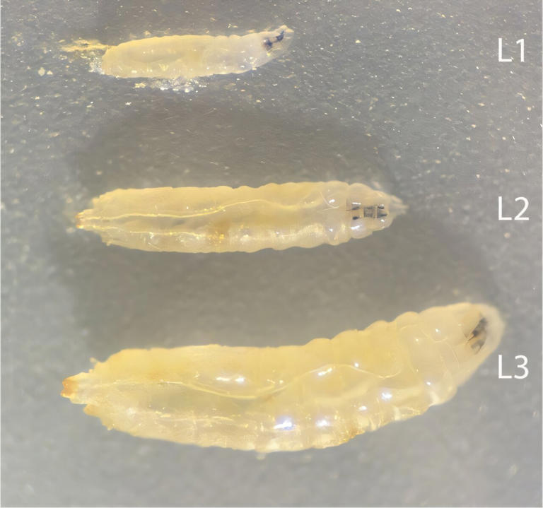 Faking a ketogenic diet may still get results—in fruit flies