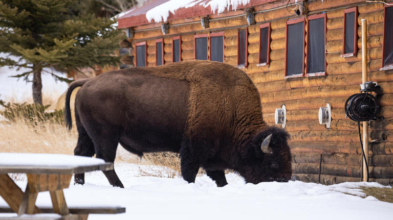 Wyoming's most scenic cabin stays let tourists cozy up within the ...