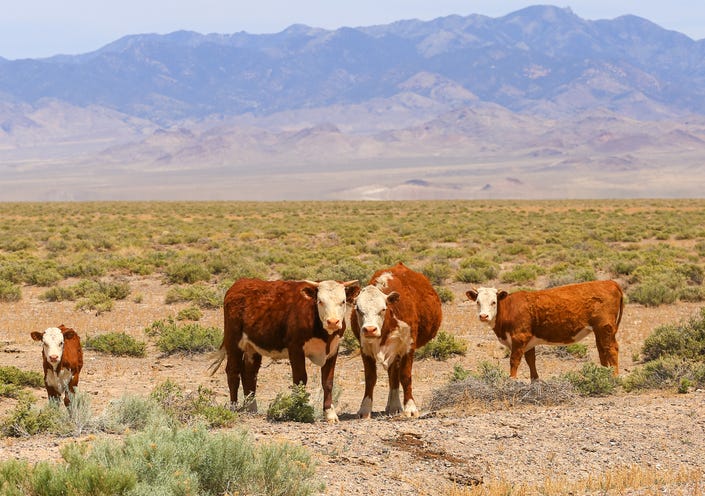 How seaweed-fed cows cut methane, a major cause of global warming
