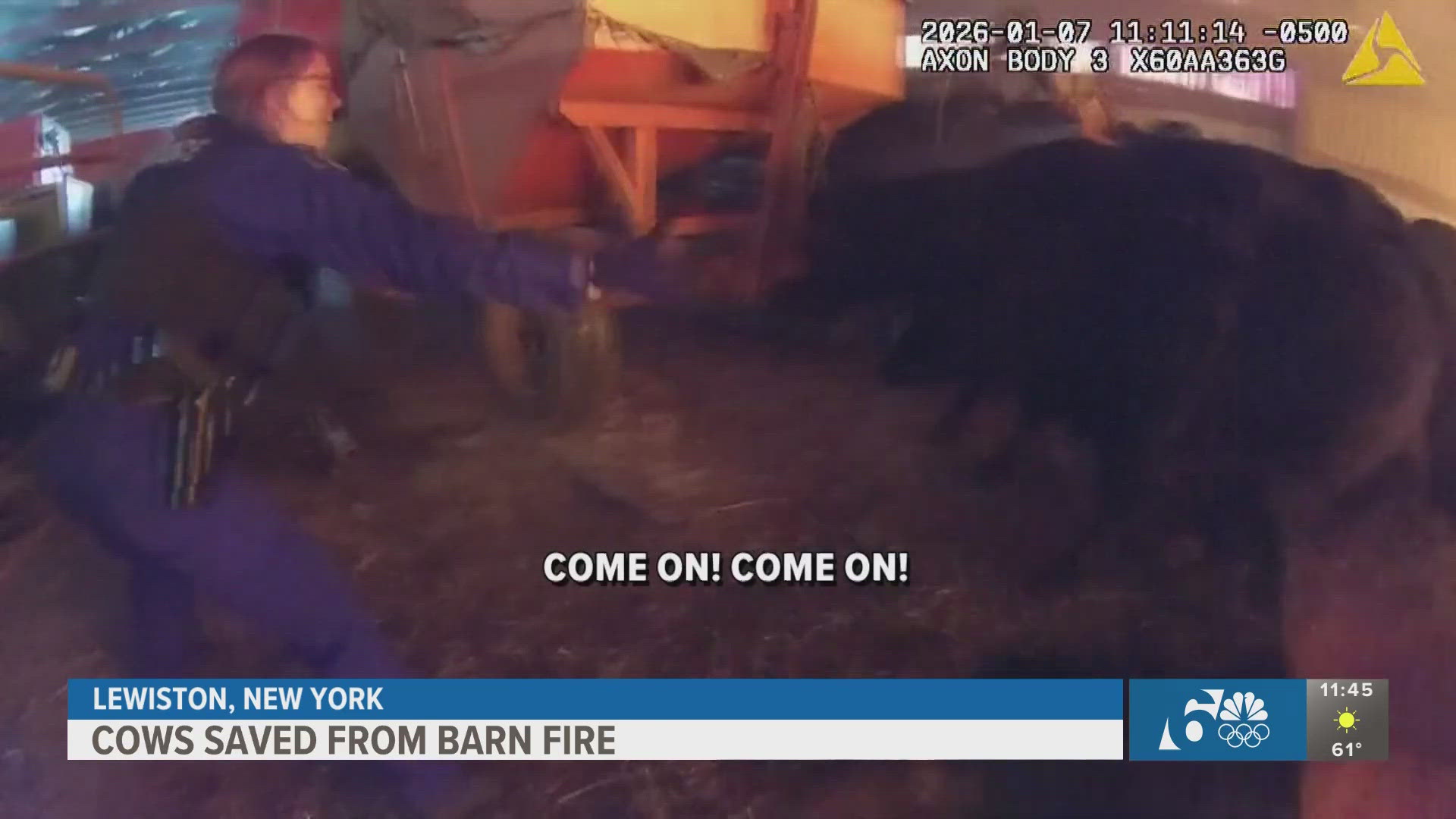 Body cam footage shows police officers rescuing cows from fire-engulfed ...