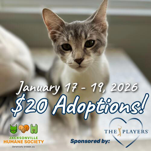 The Players teams up with Jacksonville Humane Society for $20 pet adoptions