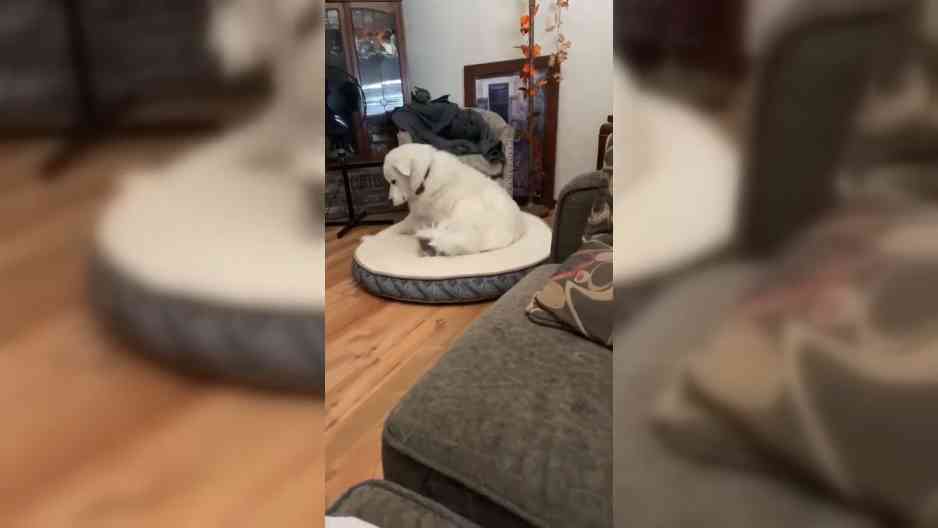 Gato atrapado bajo su mejor amigo: el perro se acomoda encima y la ...