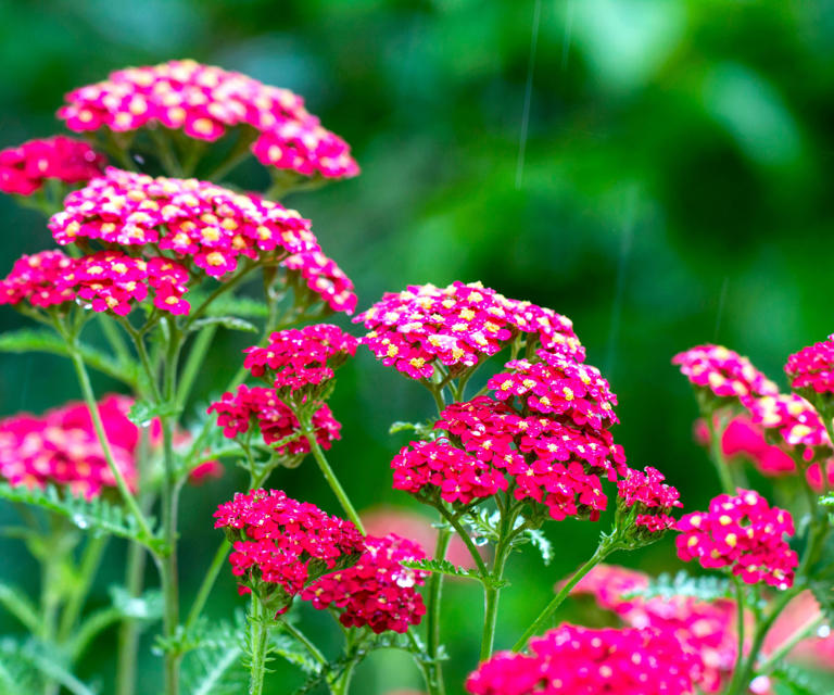 Plant these 10 perennials in January for a garden filled with glorious ...