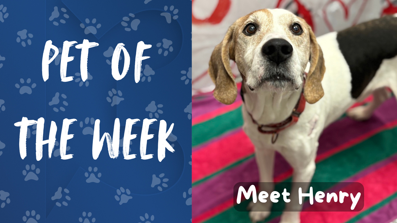 Pet of the week: Meet Henry!