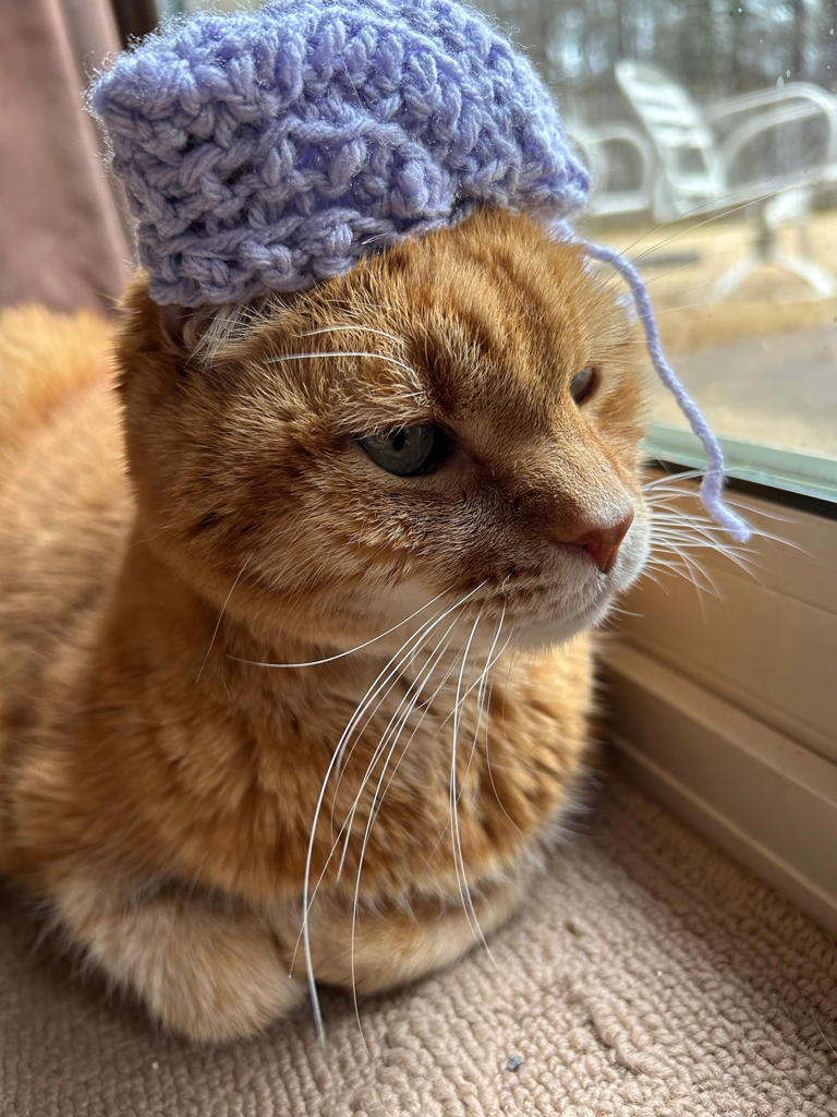 Your photos: National Dress Up Your Pet Day 2026