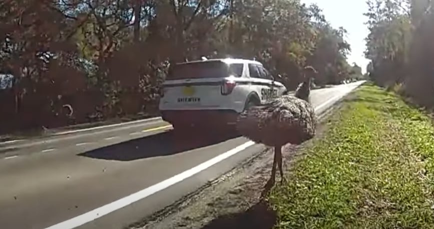 Florida deputy handcuffs runaway emu after chaotic street chase