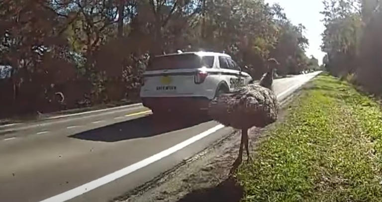 Florida deputy handcuffs runaway emu after chaotic street chase