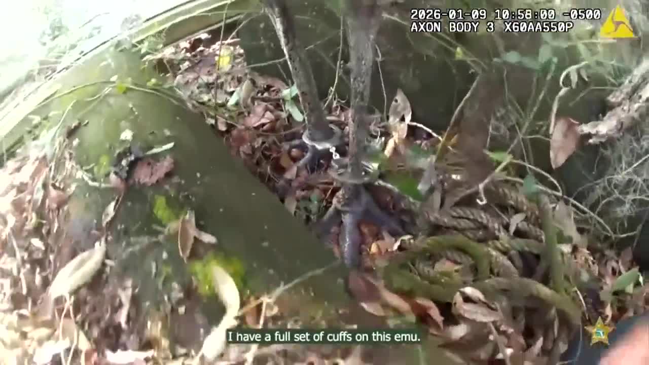 Florida deputy captures runaway emu and returns the large, flightless ...