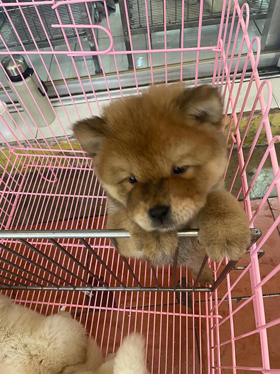 Pets, plants, Asian marts, bikes, athletic shoes and yes, a market at ...