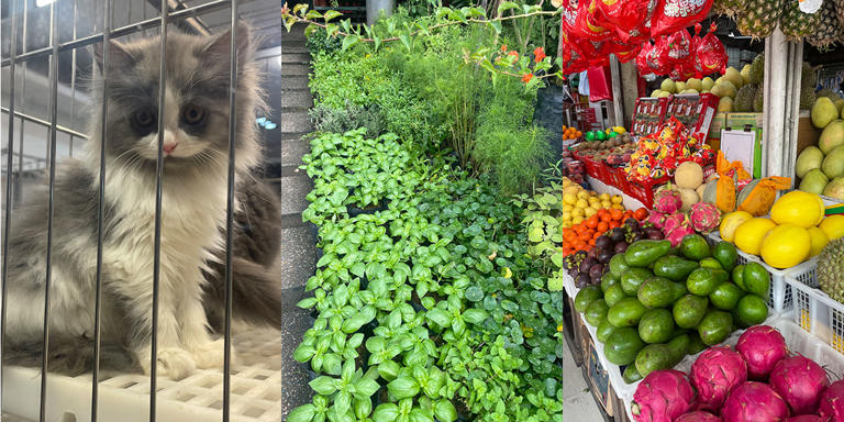 Pets, plants, Asian marts, bikes, athletic shoes and yes, a market at ...