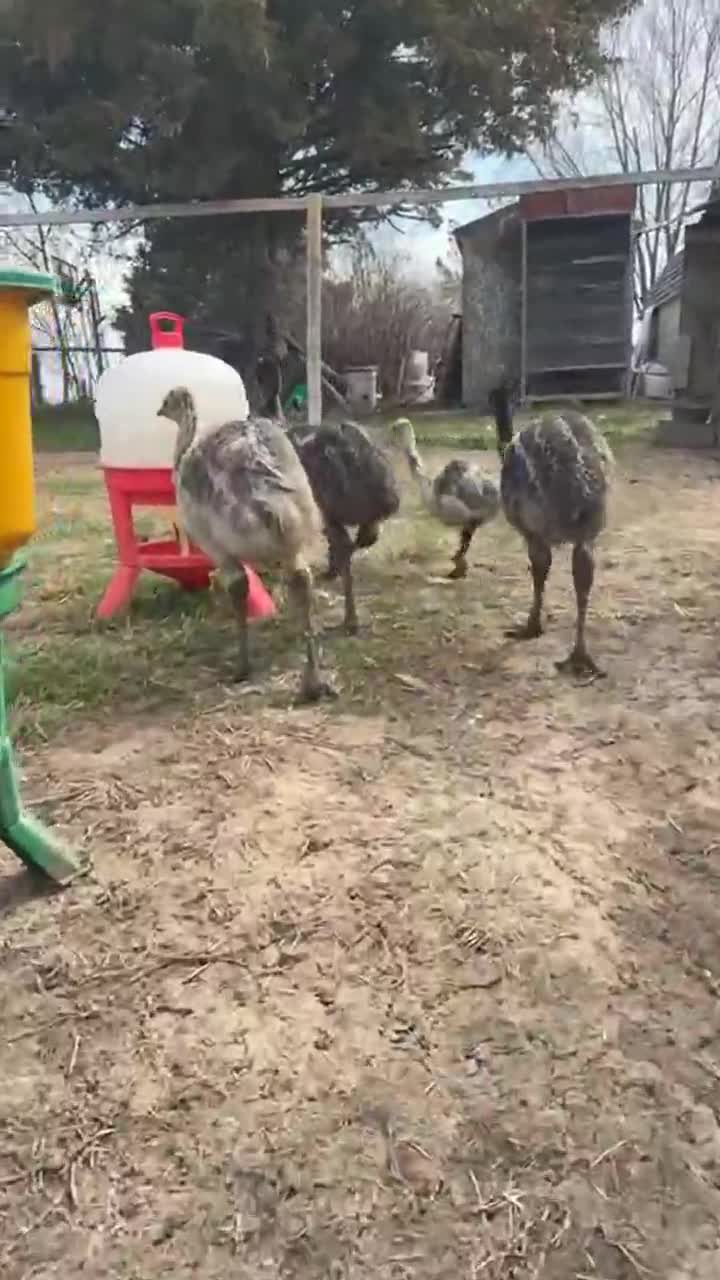 Why I love raising baby emus 🥚