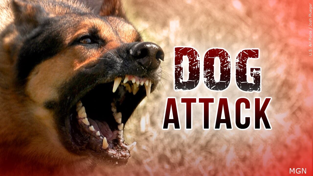 Northeast Nebraska owners charged after dog seriously injures 12-year ...