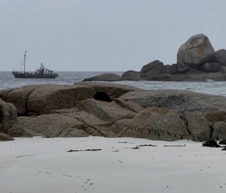 Woman spots 'ball of kelp' on rock — then realizes it's breathing