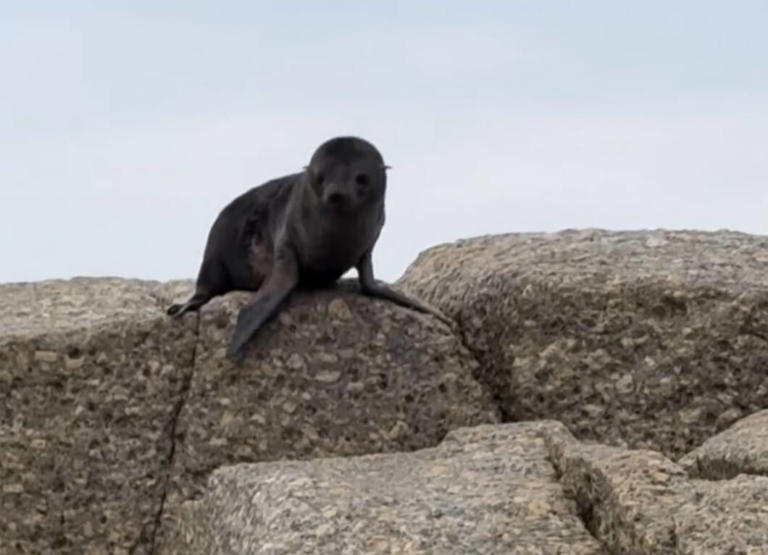 Woman spots 'ball of kelp' on rock — then realizes it's breathing
