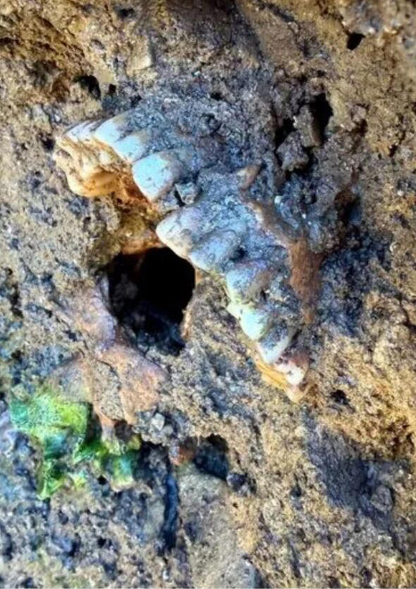 Horror as human skeleton found on popular UK beach