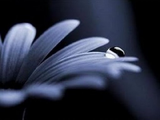 È morto Felice Bassani, maestro, preside e custode del dialetto lecchese