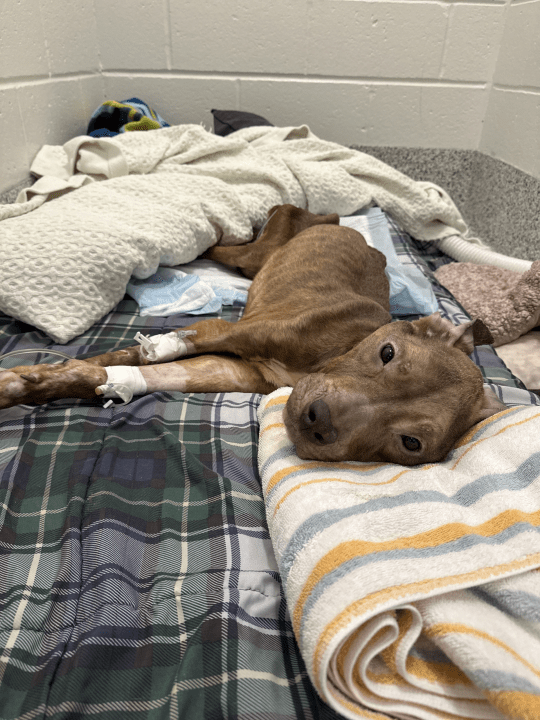 Emaciated pit bull mix gets life-saving care in Boston