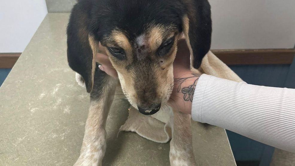 Asotin County Sheriff's Office investigates puppy shot with BB gun