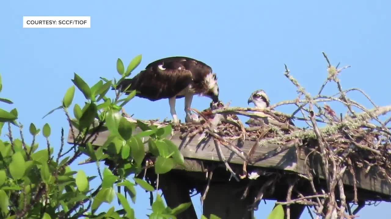 Osprey monitoring program finds new home as nesting season begins in ...