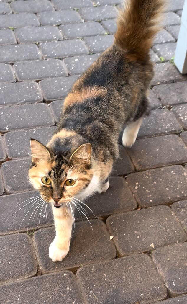 'Gentle' stray cat locks eyes with woman across market and makes a ...