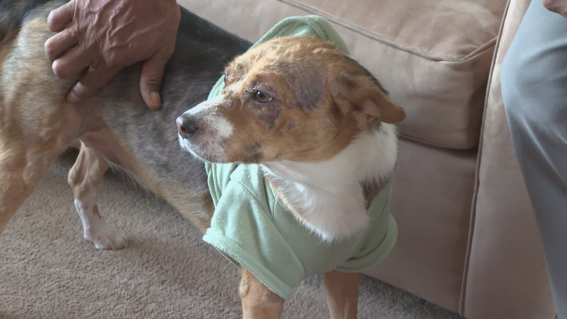 Why more pet owners are turning to virtual vet visits: Ready Pet GO!