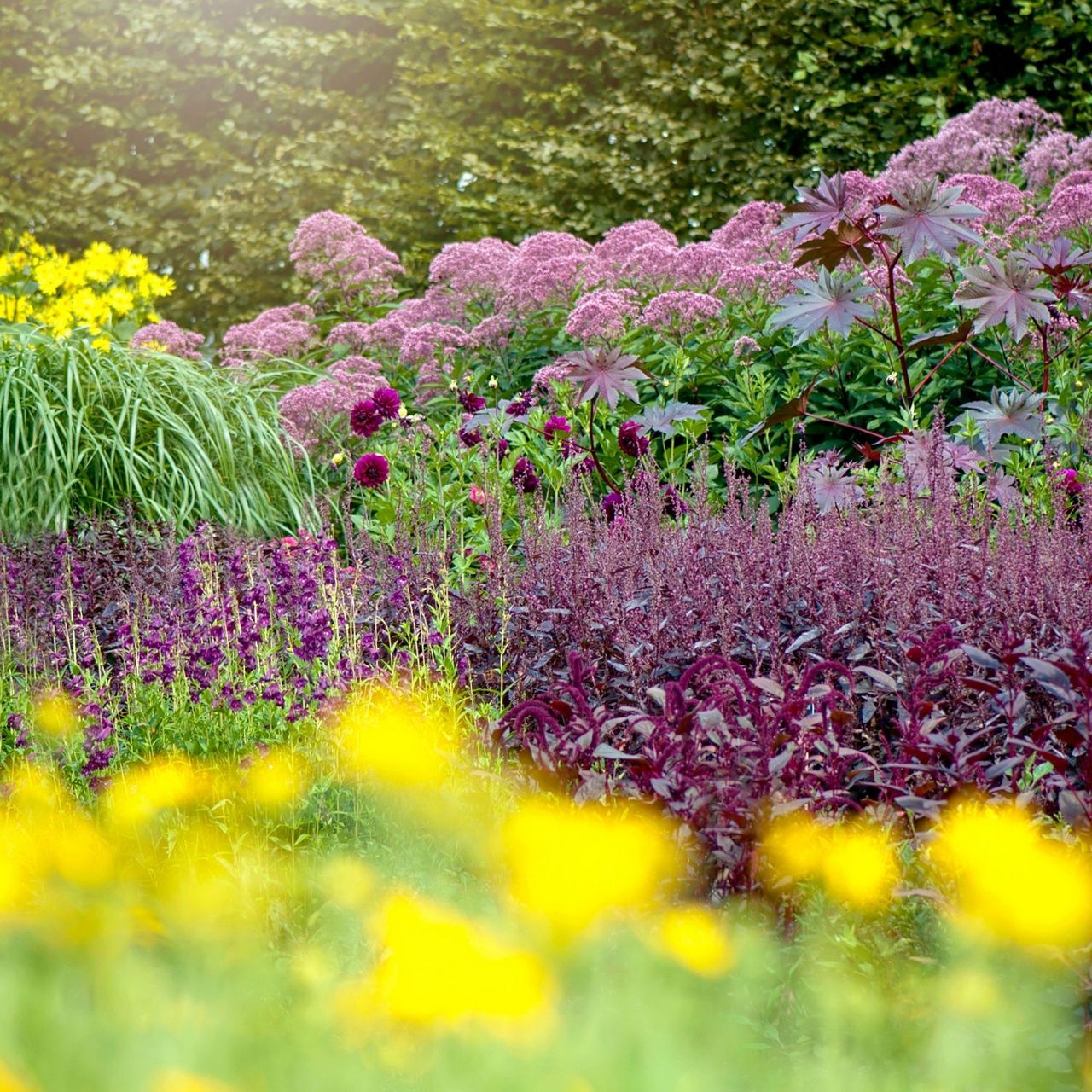 Plant these 10 perennials in January for a garden filled with glorious ...