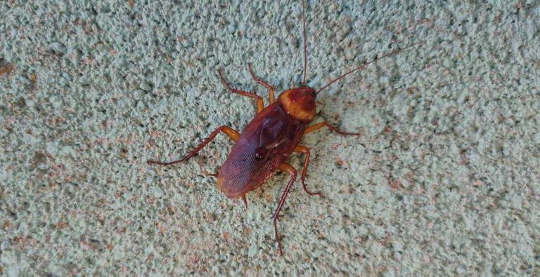 Do you have a jilted ex? Name a cockroach after them this Valentine's Day