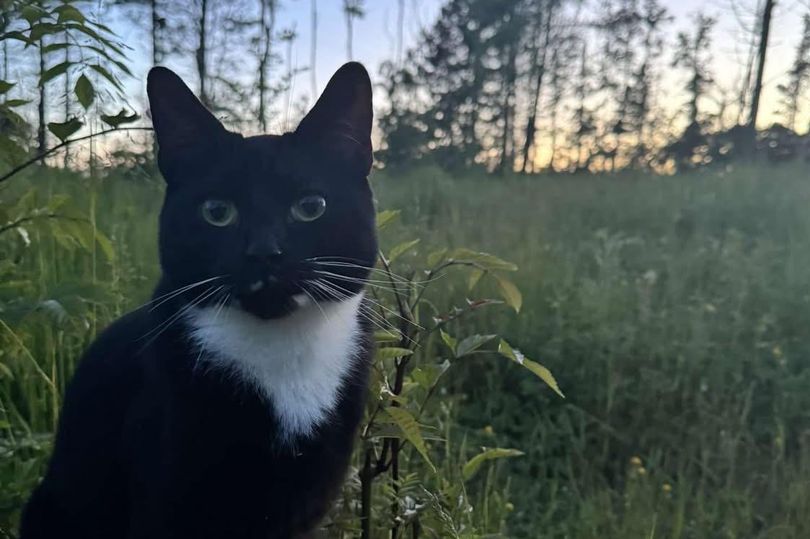 Cat missing for nearly a year reunited with his owners after being hit ...