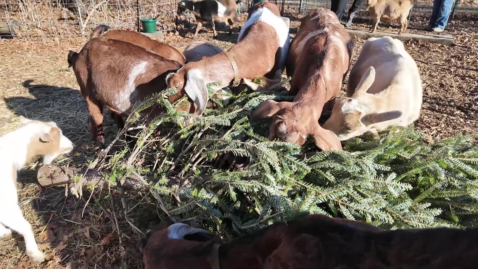 Philly Goat Project brings back Christmas tree-cycle festivals this ...