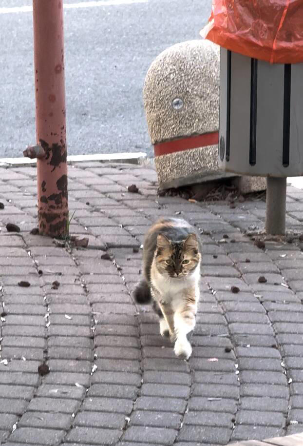 'Gentle' stray cat locks eyes with woman across market and makes a ...
