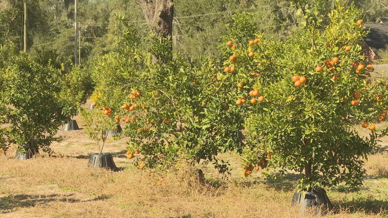 Florida Senate passes Rural Renaissance plan for economic development