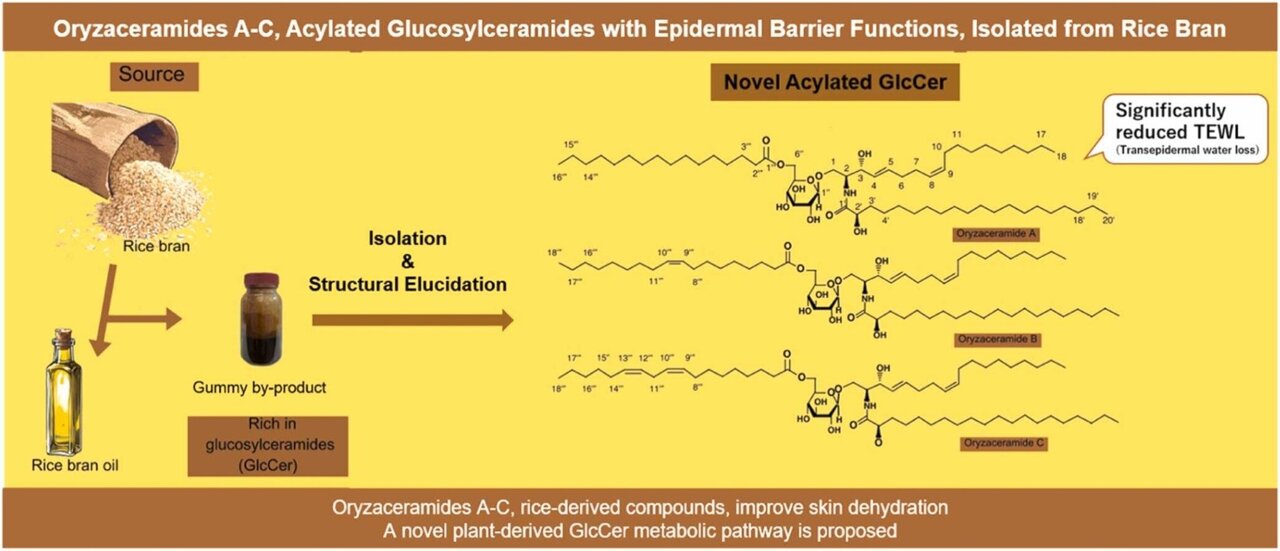Skin-boosting lipids revealed within rice bran by-products