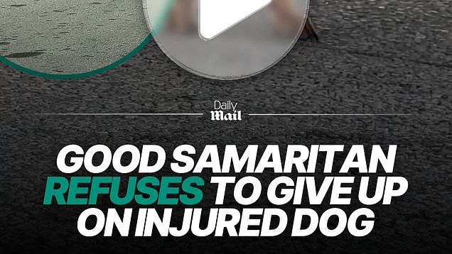 Good Samaritan stays with injured dog until help arrives