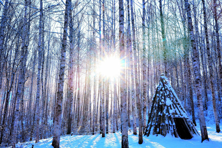 Birch forest's winter: pure white breath, silent music